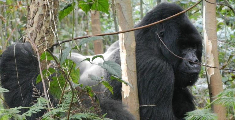 Virunga National Park Congo; Attractions & Activities